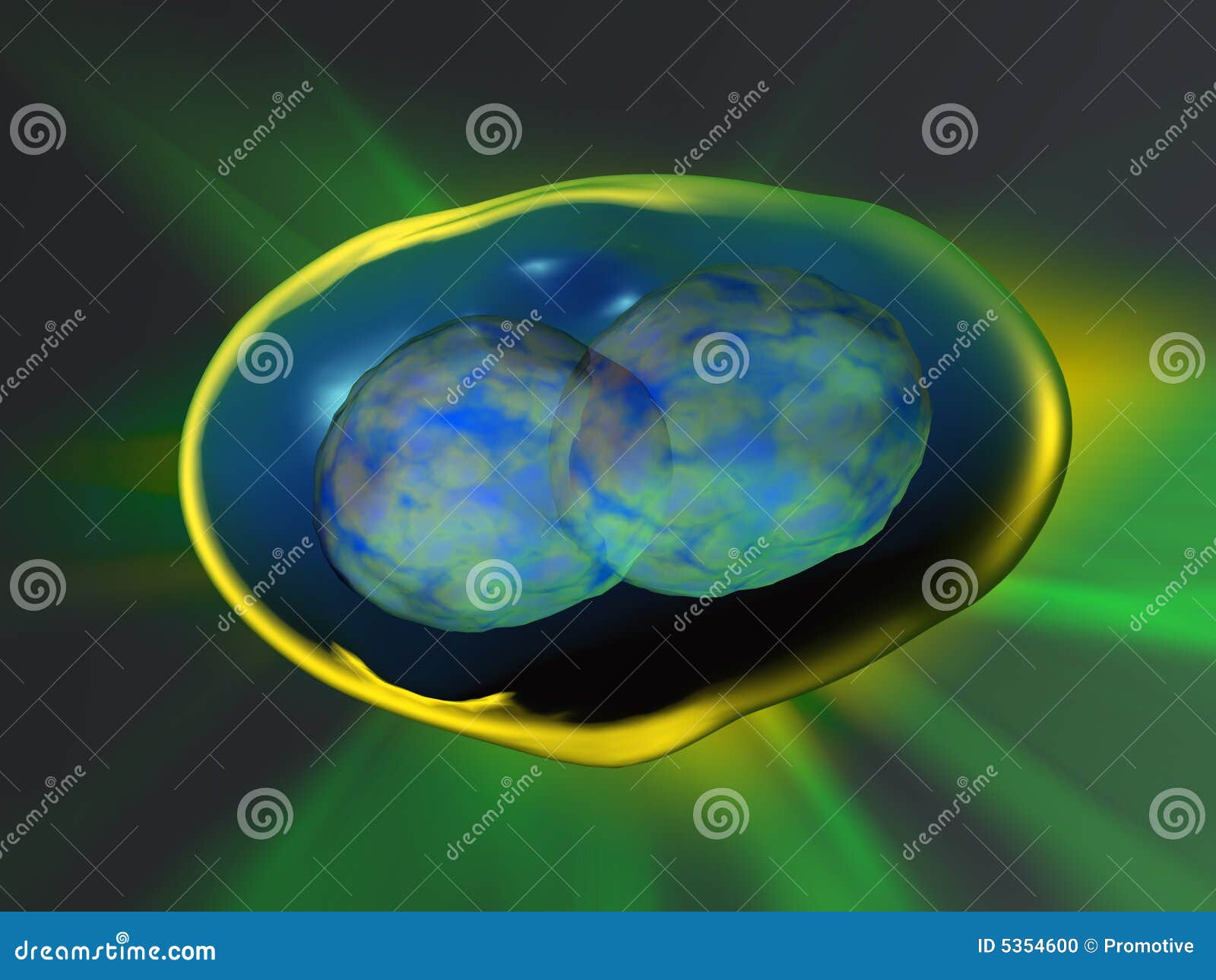 Cell Division. Mitosis Vector Illustration | CartoonDealer.com #26470966