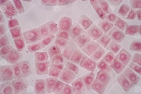 Cell Division and Cell Cycle Under the Microscope. Stock Photo - Image ...