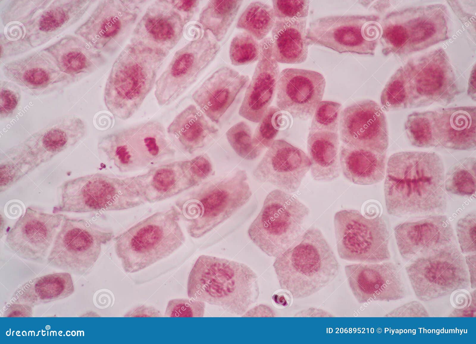 Cell Division and Cell Cycle Under the Microscope. Stock Photo - Image ...