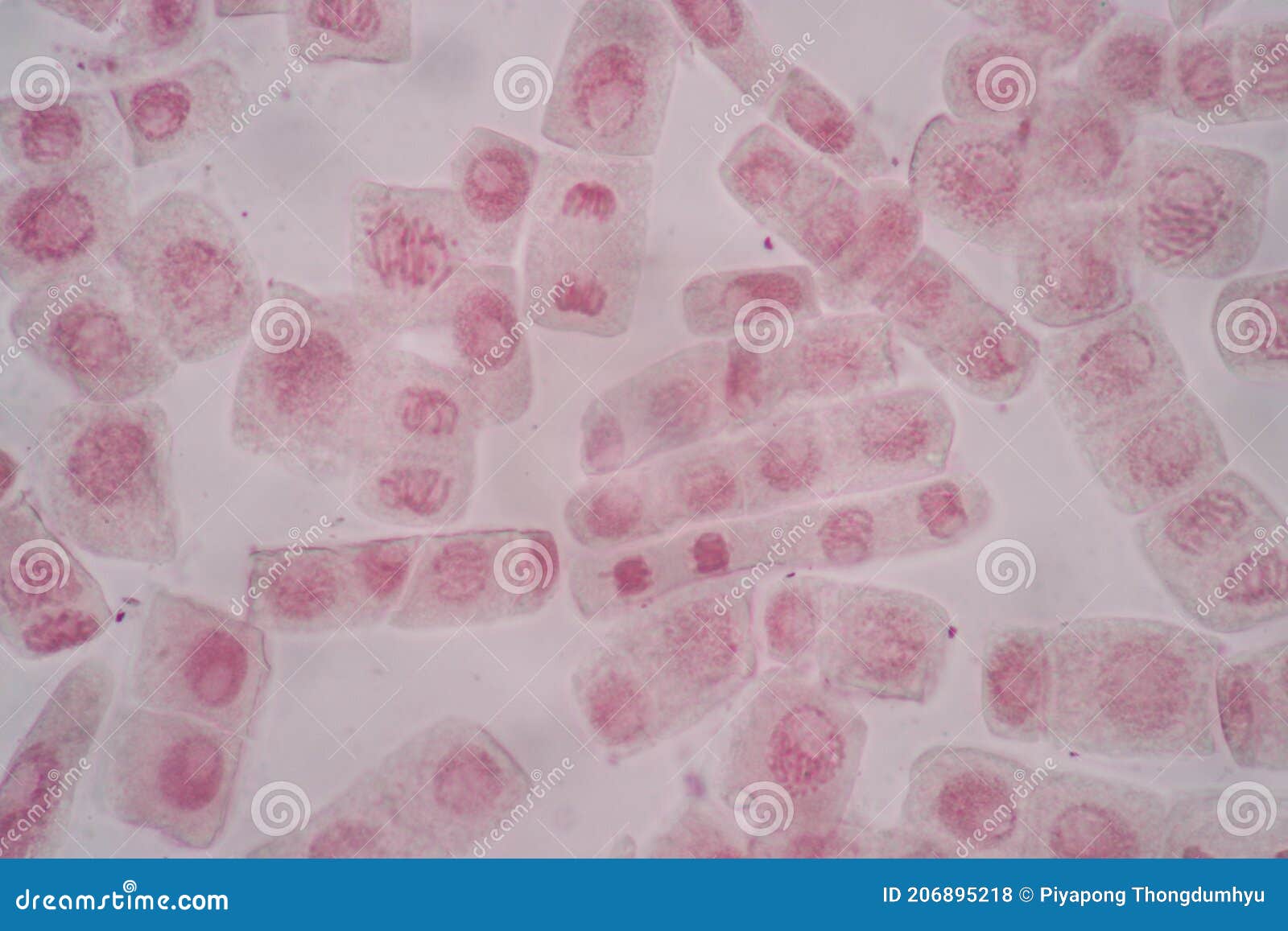 Cell Division and Cell Cycle Under the Microscope. Stock Photo - Image ...