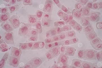 Cell Division and Cell Cycle Under the Microscope. Stock Photo - Image ...