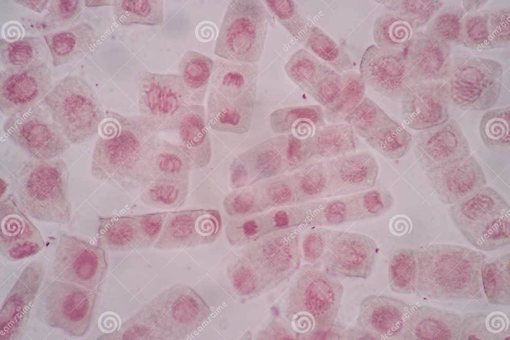 Cell Division and Cell Cycle Under the Microscope. Stock Photo - Image ...