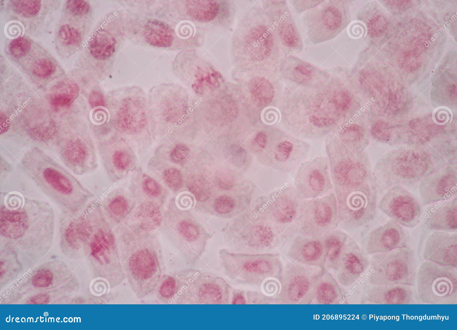 Cell Division and Cell Cycle Under the Microscope. Stock Photo - Image ...