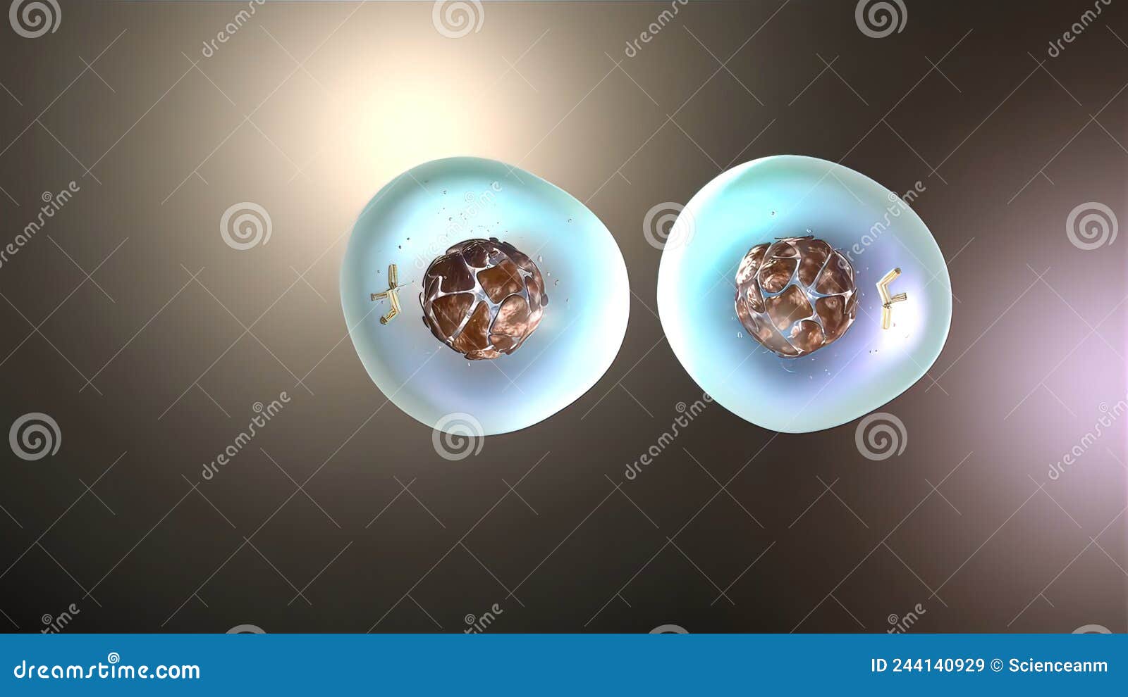 Cell Division or Cloning Cells. Stem Cells Dividing Under the ...