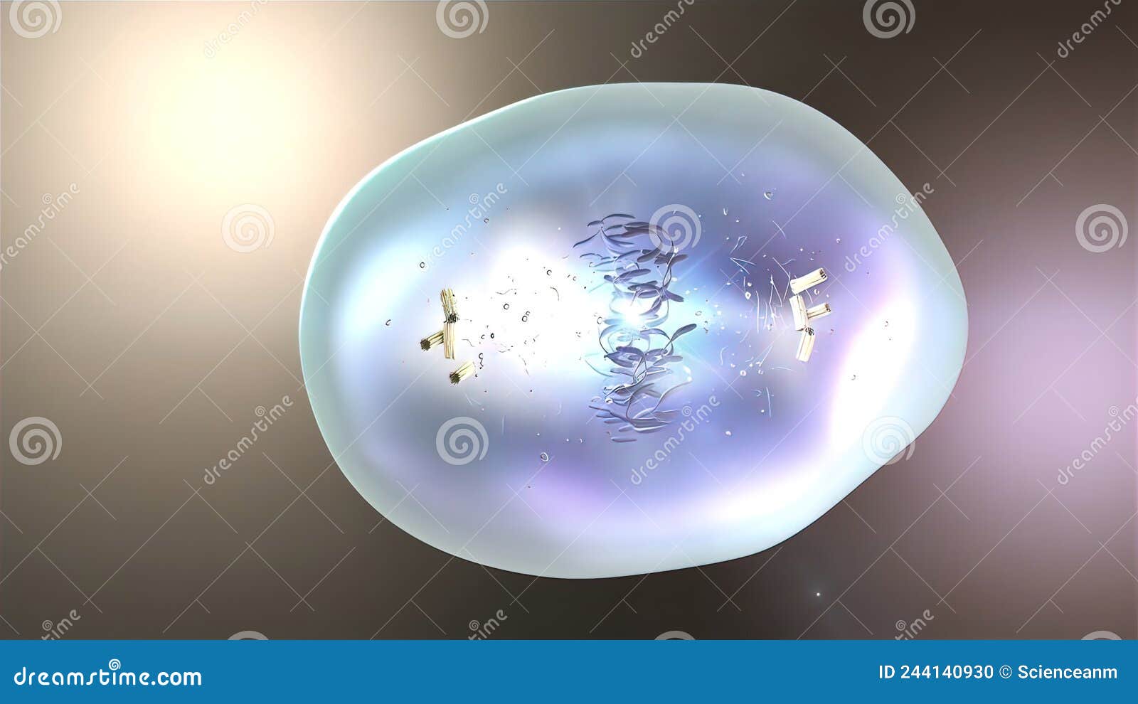 Cell Division or Cloning Cells. Stem Cells Dividing Under the ...