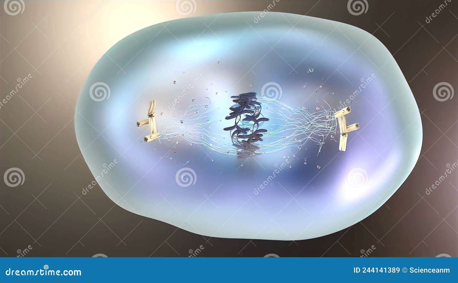 Cell Division or Cloning Cells. Stem Cells Dividing Under the ...