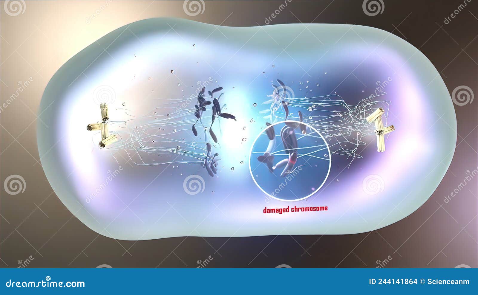 Cell Division or Cloning Cells. Stem Cells Dividing Under the ...