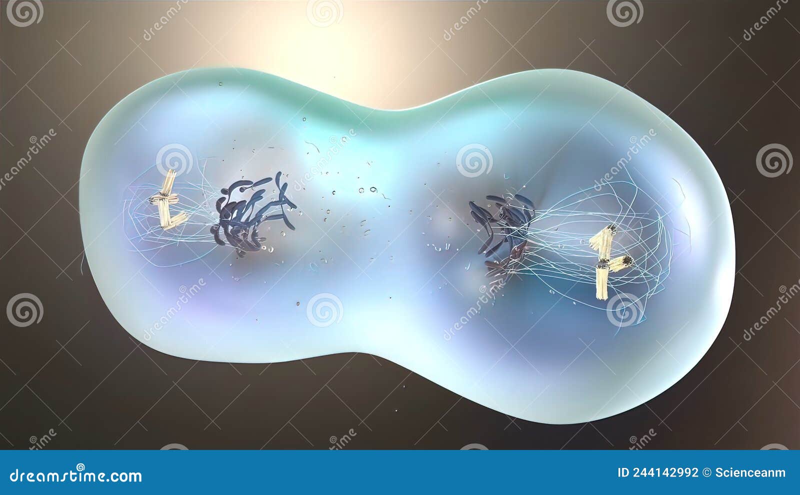 Cell Division or Cloning Cells. Stem Cells Dividing Under the ...
