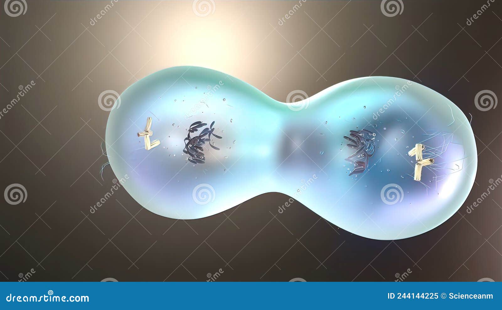 Cell Division or Cloning Cells. Stem Cells Dividing Under the ...