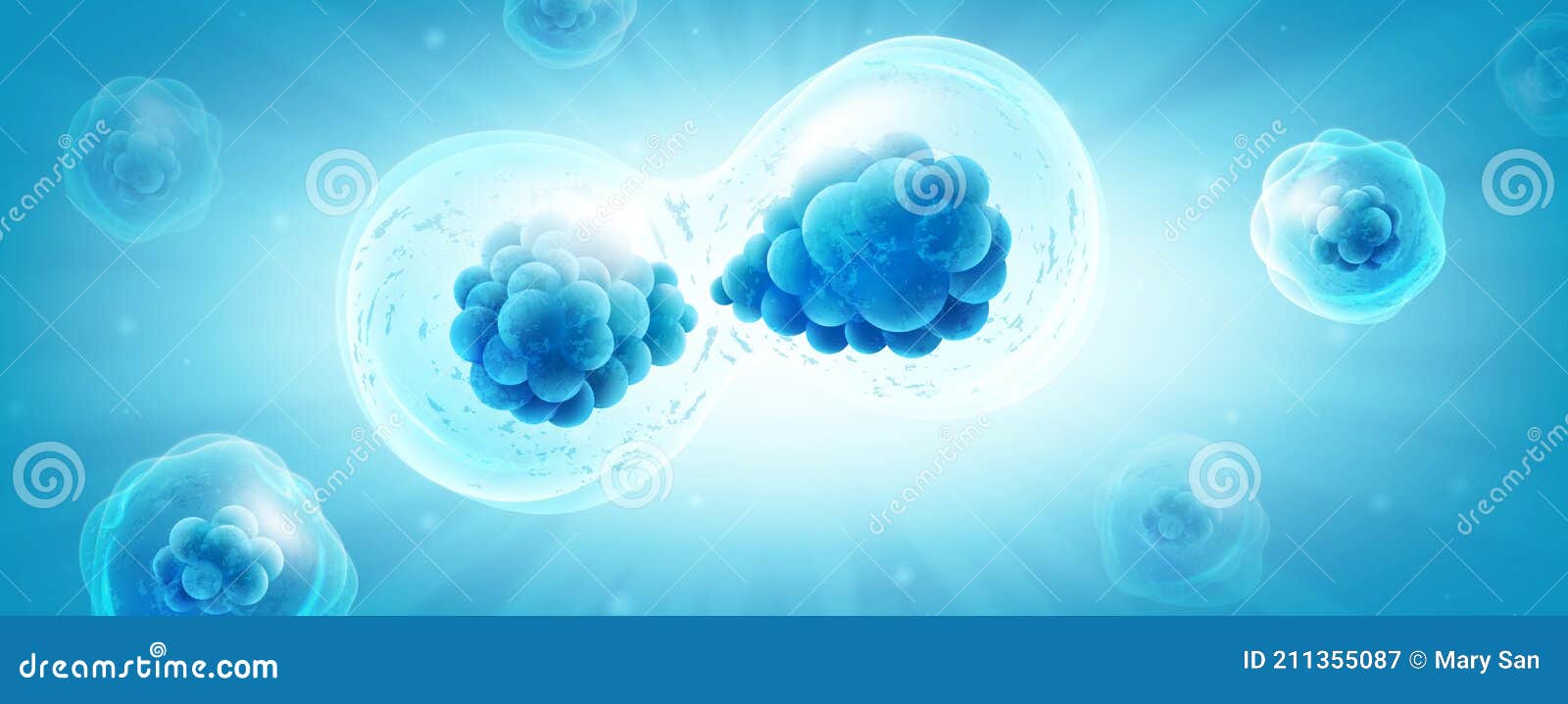 Cell Division or Cell Connection, the Microbiological Process of ...