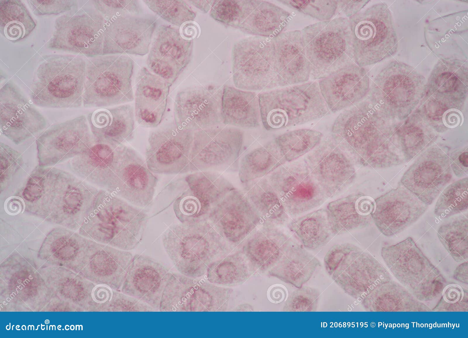 Cell Division and Cell Cycle Under the Microscope. Stock Image - Image ...
