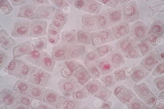Cell Division and Cell Cycle Under the Microscope. Stock Image - Image ...