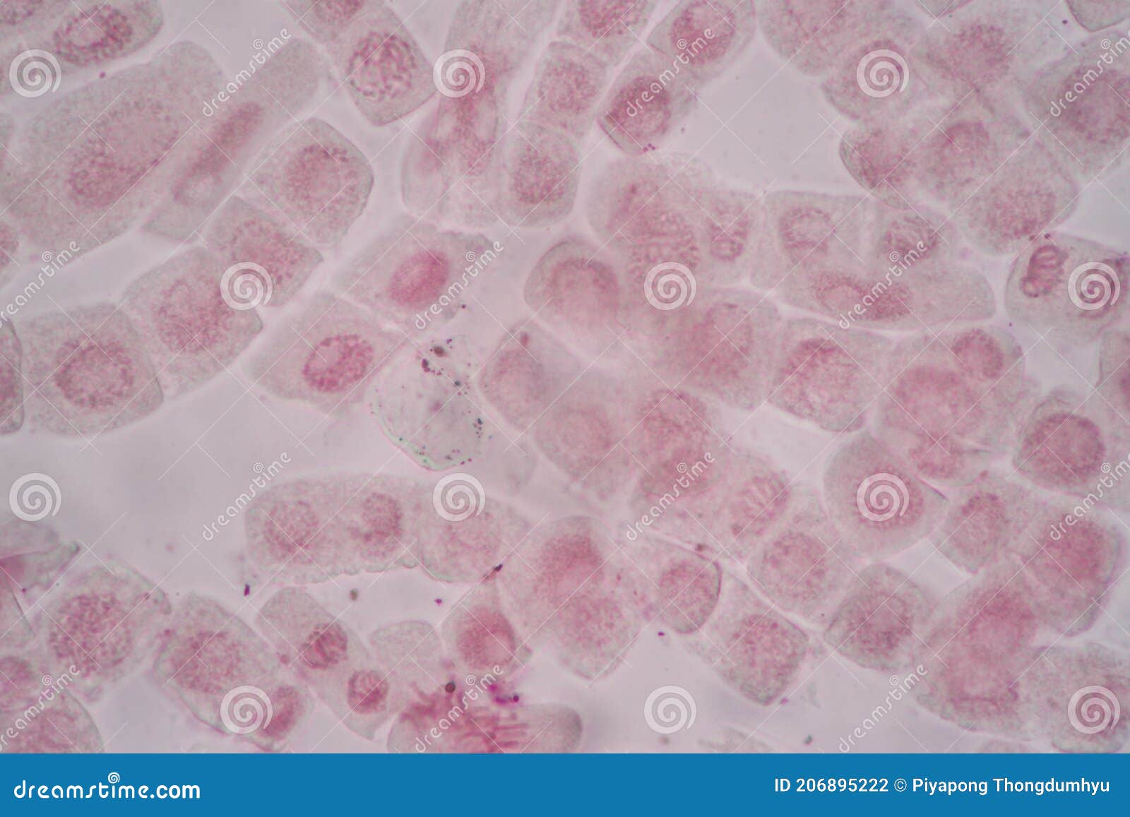 Cell Division and Cell Cycle Under the Microscope. Stock Photo - Image ...