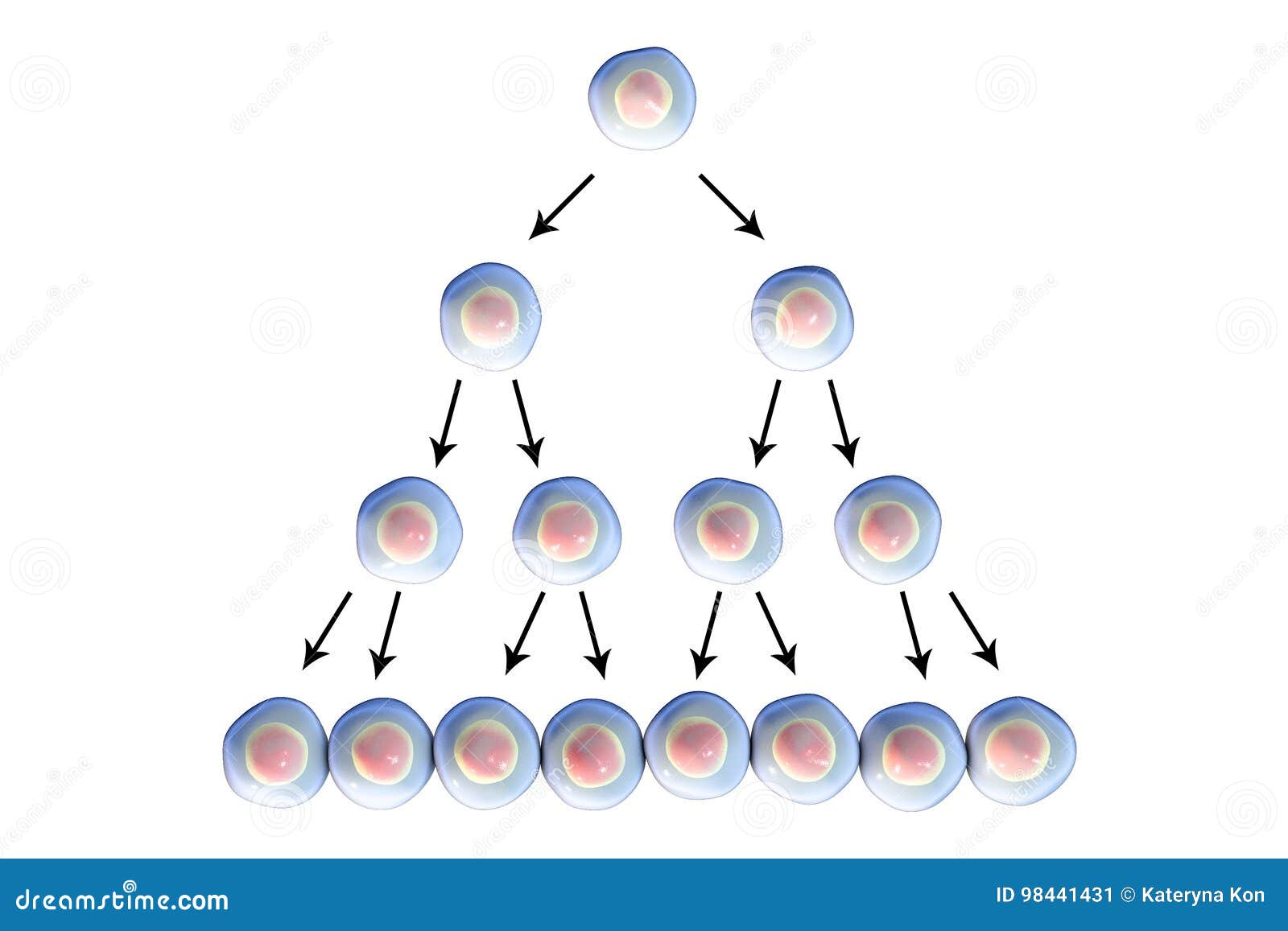 Cell Division, Illustration Stock Illustration - Illustration of ...