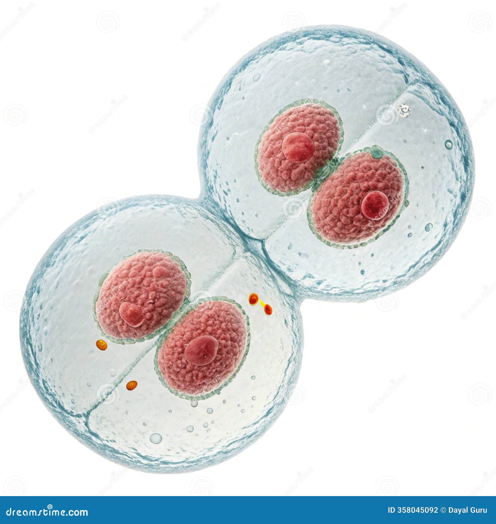 Cell Division on Transparent Background Stock Illustration ...