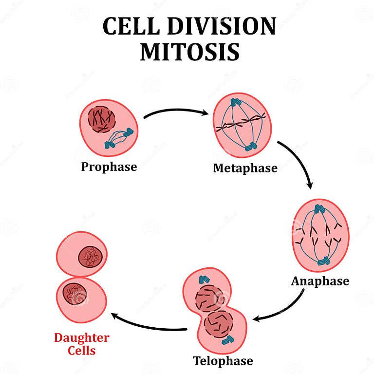 Cell Division (Stages of Mitosis) Stock Illustration - Illustration of ...