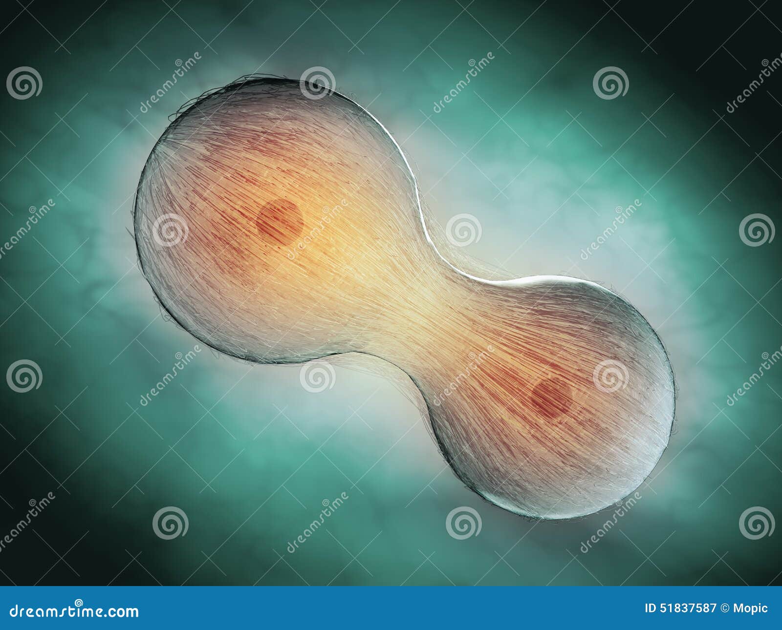Cell Division (Stages Of Mitosis) Royalty-Free Stock Image ...