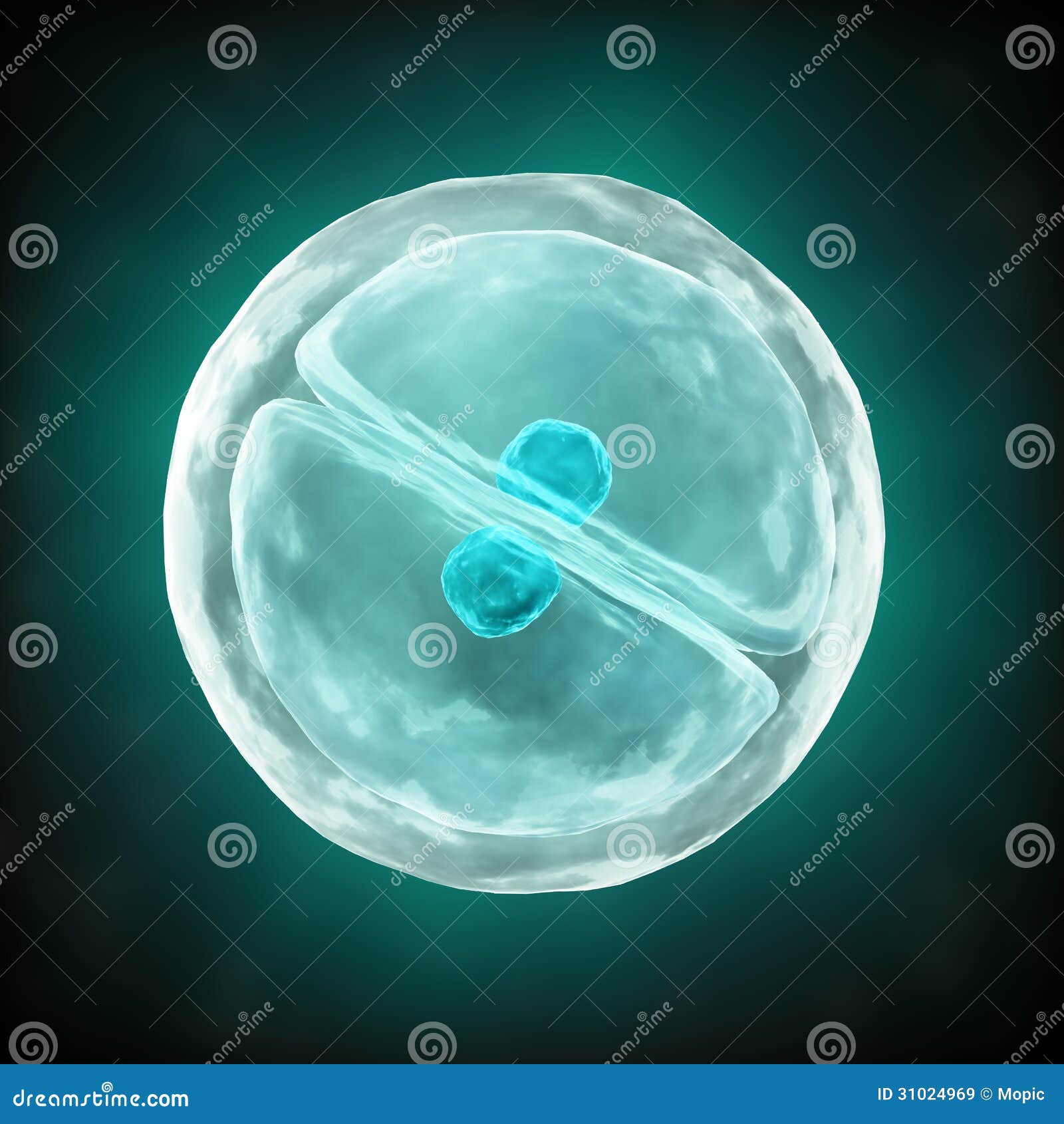 A cell division process stock illustration. Illustration of living ...