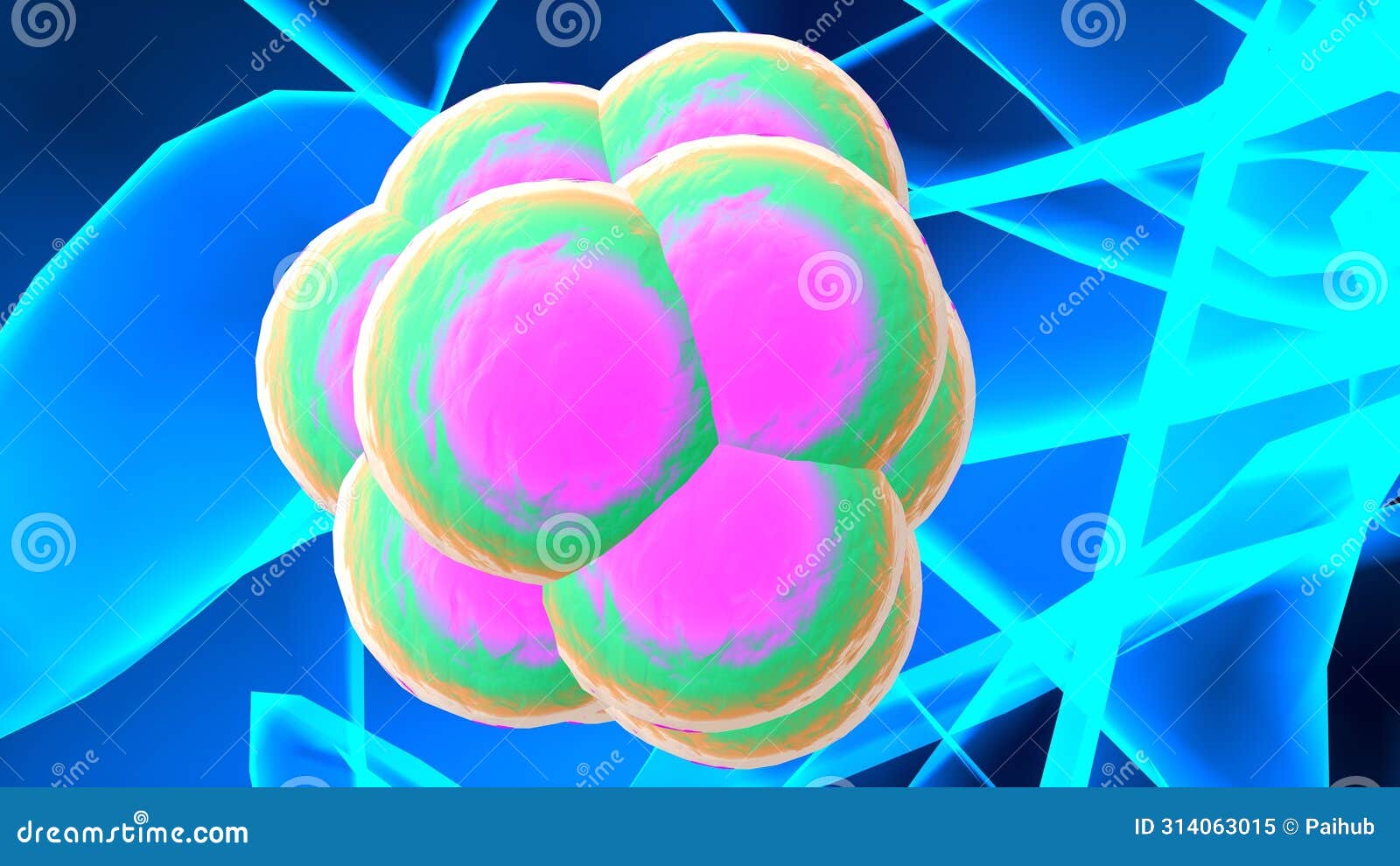 Human Cell Division Anatomy. 3d Illustration Stock Illustration ...