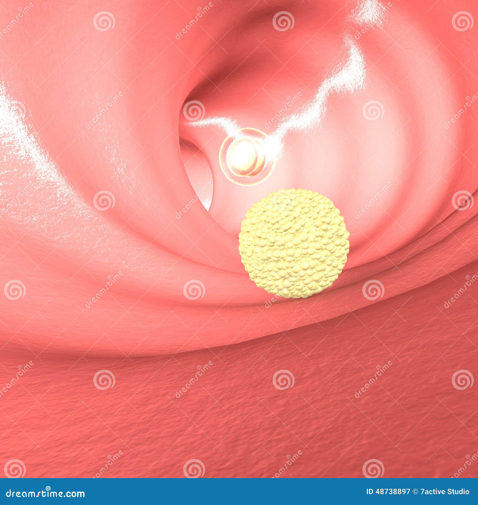 Cell Division And Cell Cycle Under The Microscope. Royalty-Free Stock ...