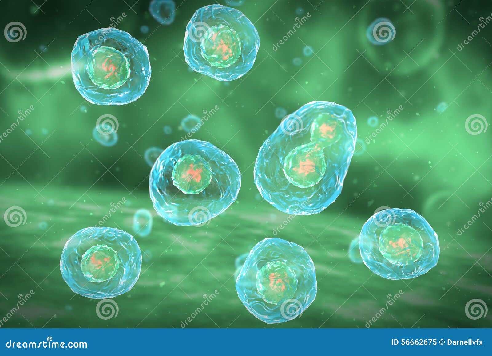 Cell Division Stages of Mitosis Stock Illustration - Illustration of ...