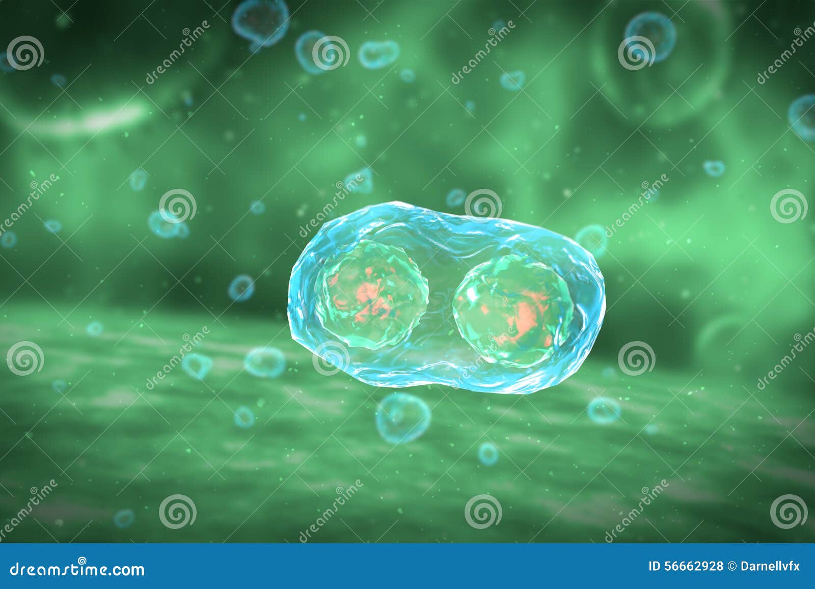 Cell Division Stages of Mitosis Stock Illustration - Illustration of ...