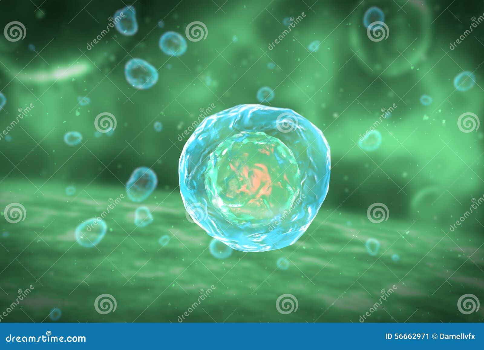 Cell Division Stages of Mitosis Stock Illustration - Illustration of ...