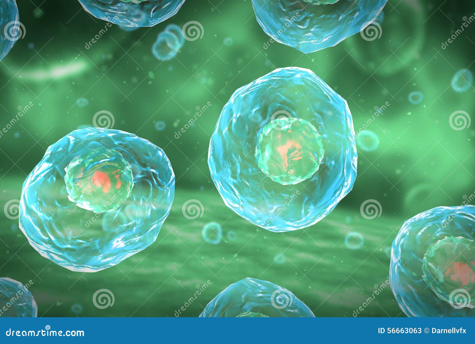 Cell Division Stages of Mitosis Stock Illustration - Illustration of ...