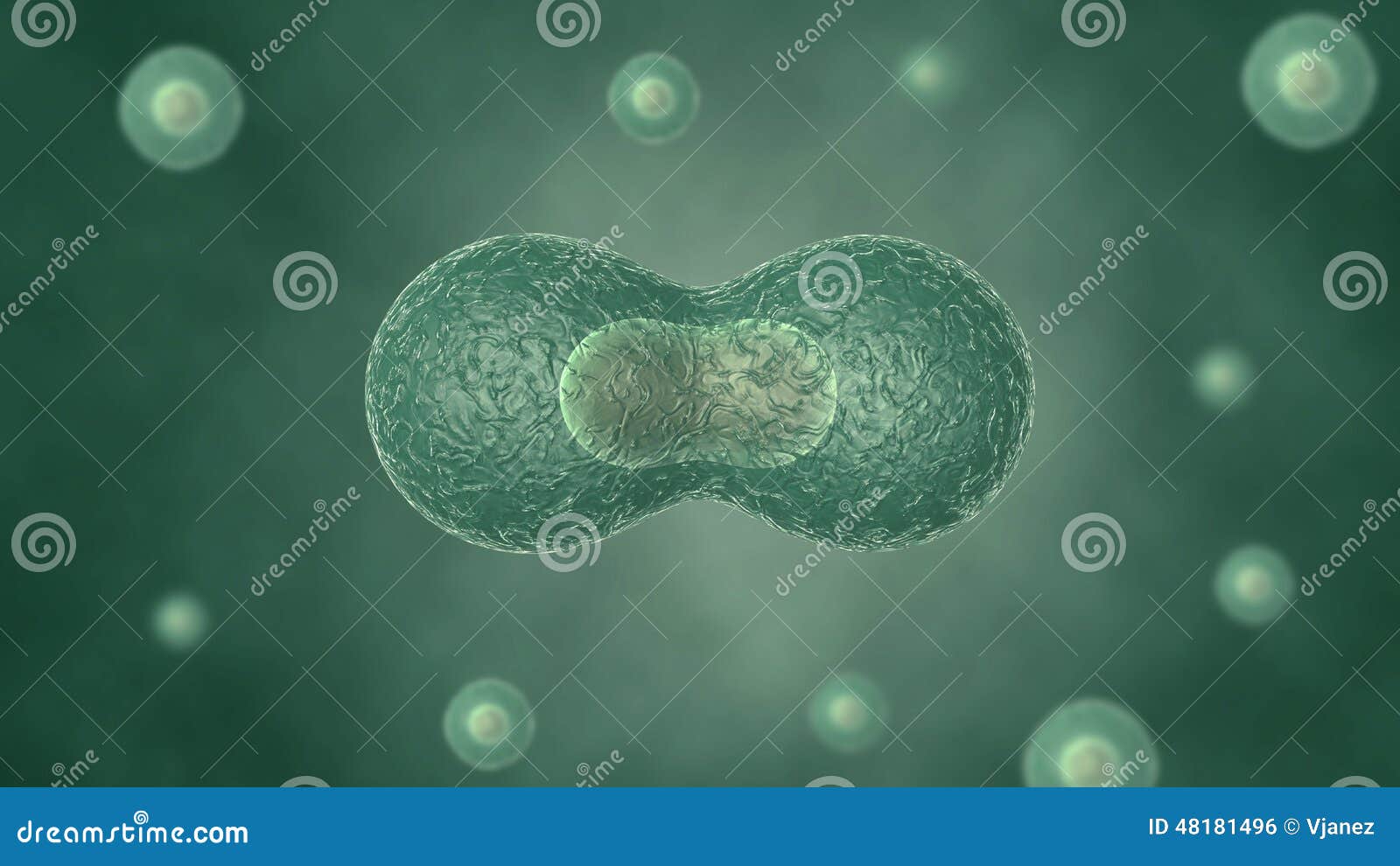 Cell division stock illustration. Illustration of osmosis - 48181496