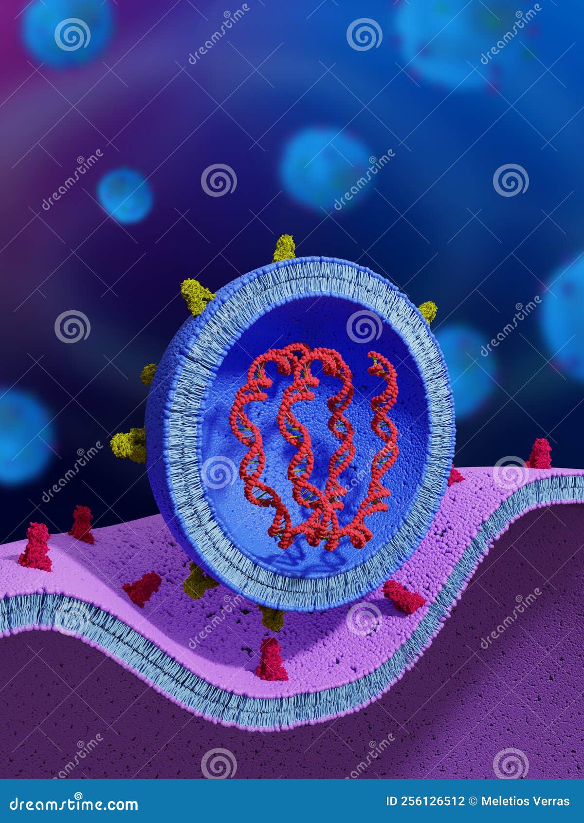 Cell entry of a liposome stock illustration. Illustration of protein ...