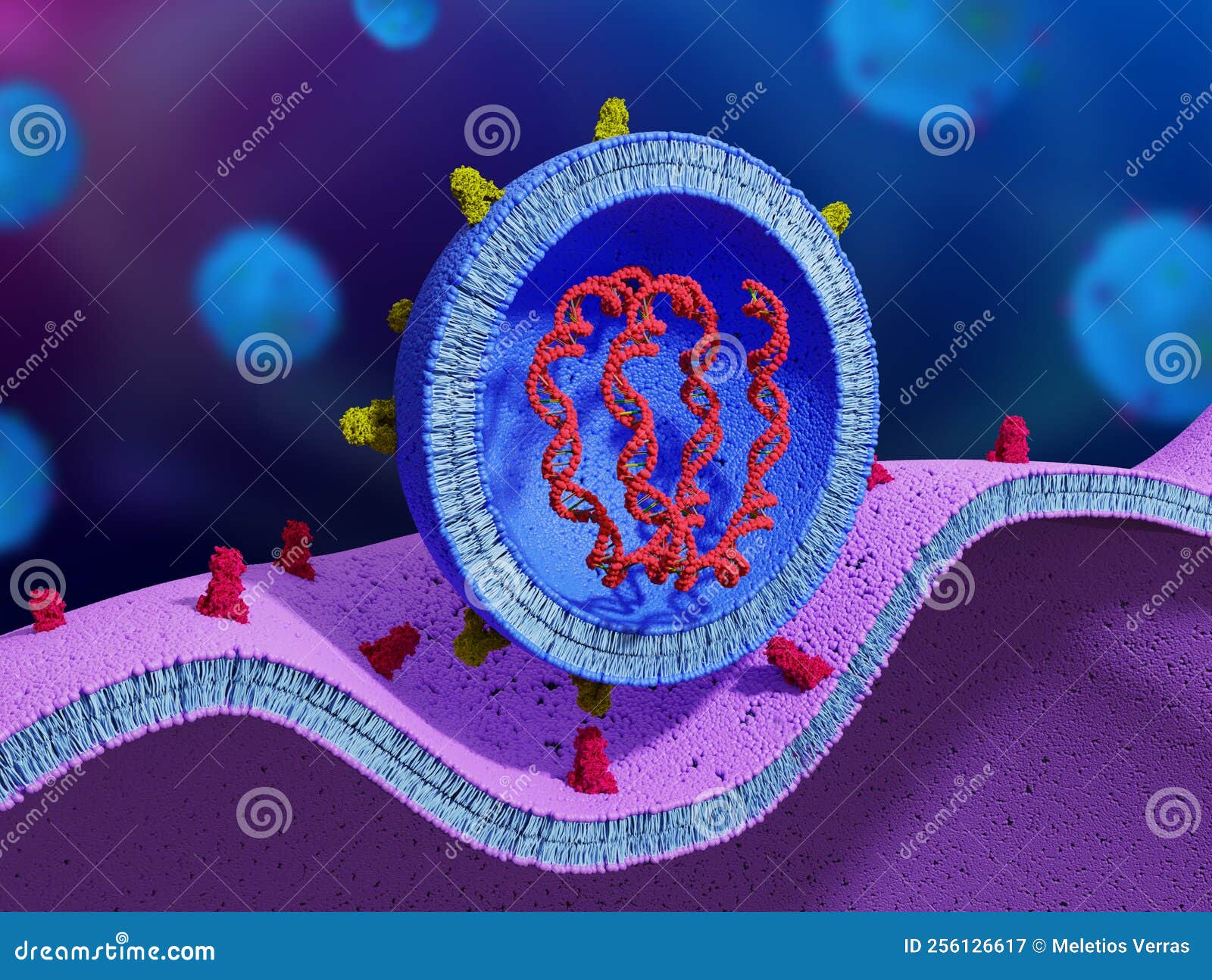Cell entry of a liposome stock illustration. Illustration of liposome ...