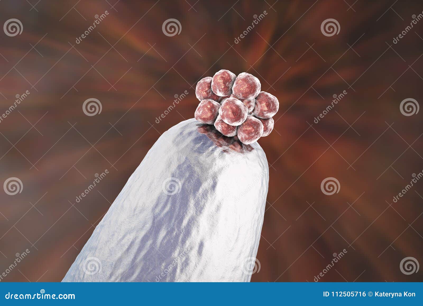 16-cell Human Embryo on a Needle Tip Stock Illustration - Illustration ...