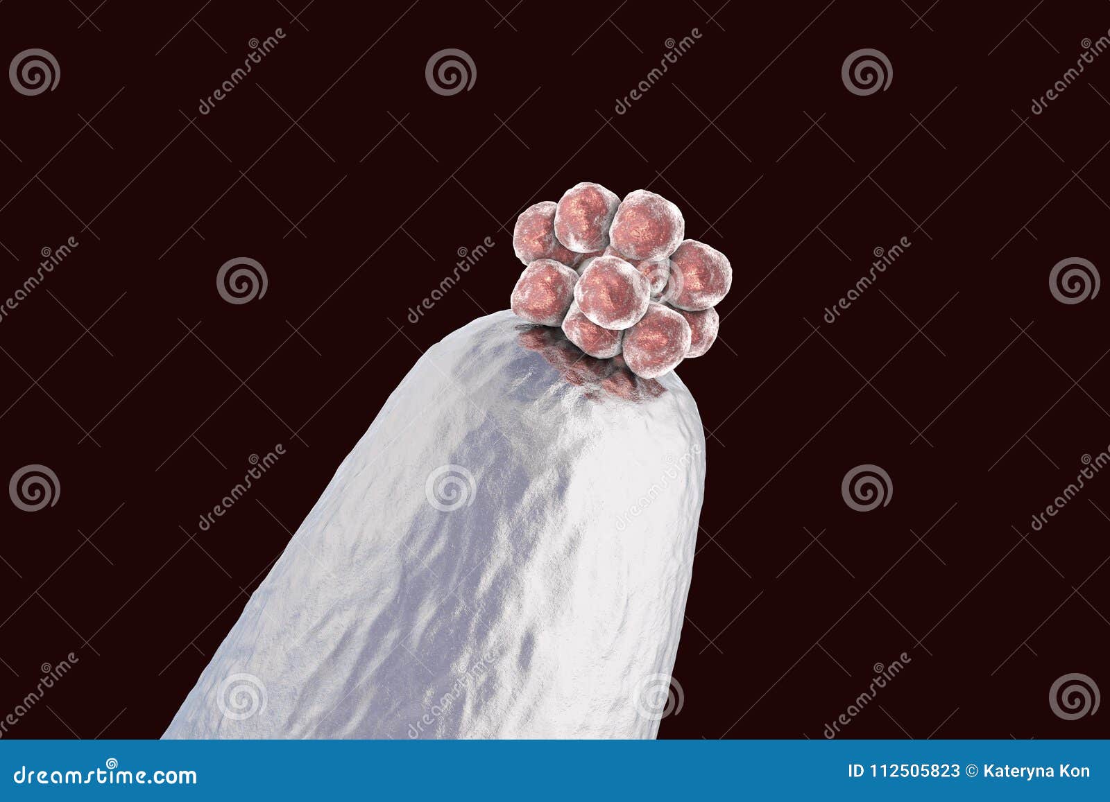 16-cell Human Embryo on a Needle Tip Stock Illustration - Illustration ...