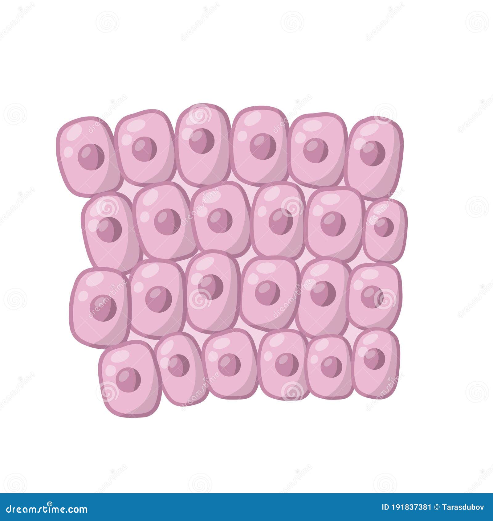 Epidermis Cell Structure Of Layers Cartoon Vector 159503593