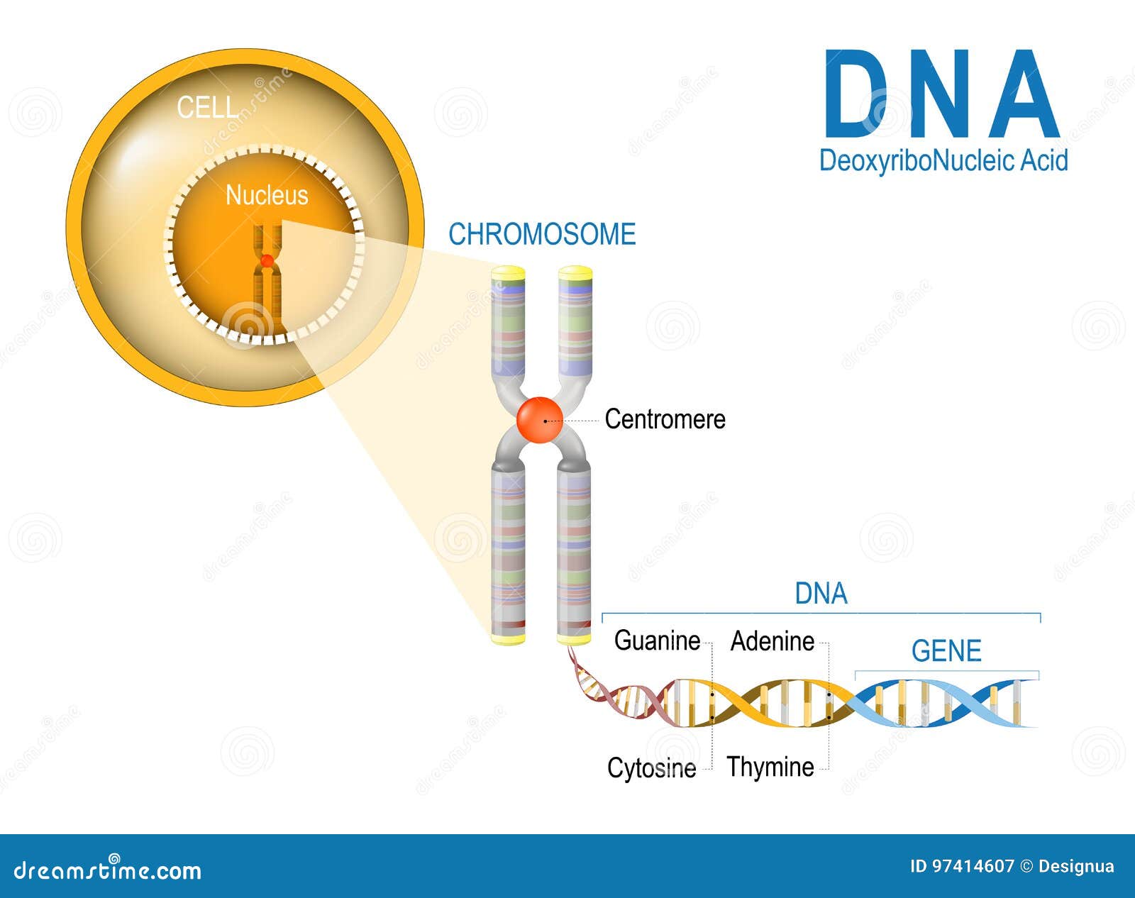 Cell, Kromosom, DNA Och Gen Vektor Illustrationer - Illustration av ...