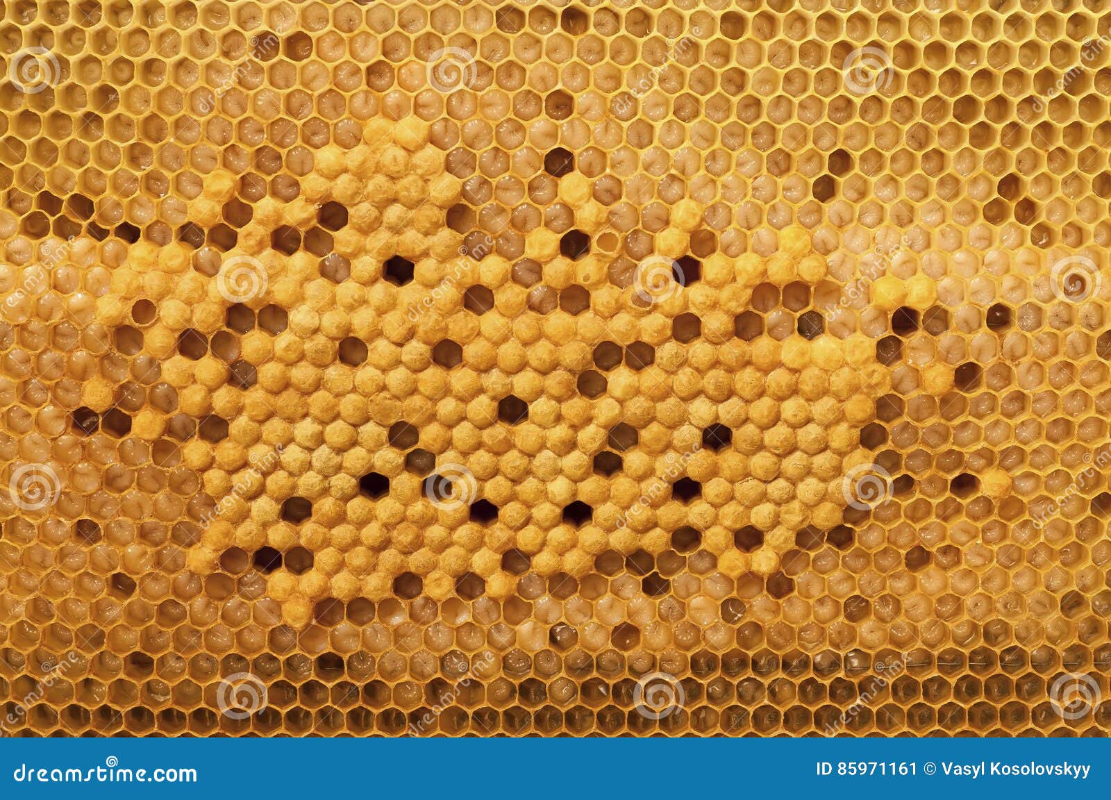 Bee On A Cell With Larvae. Bees Broods. Concept Of Beekeeping. Royalty ...