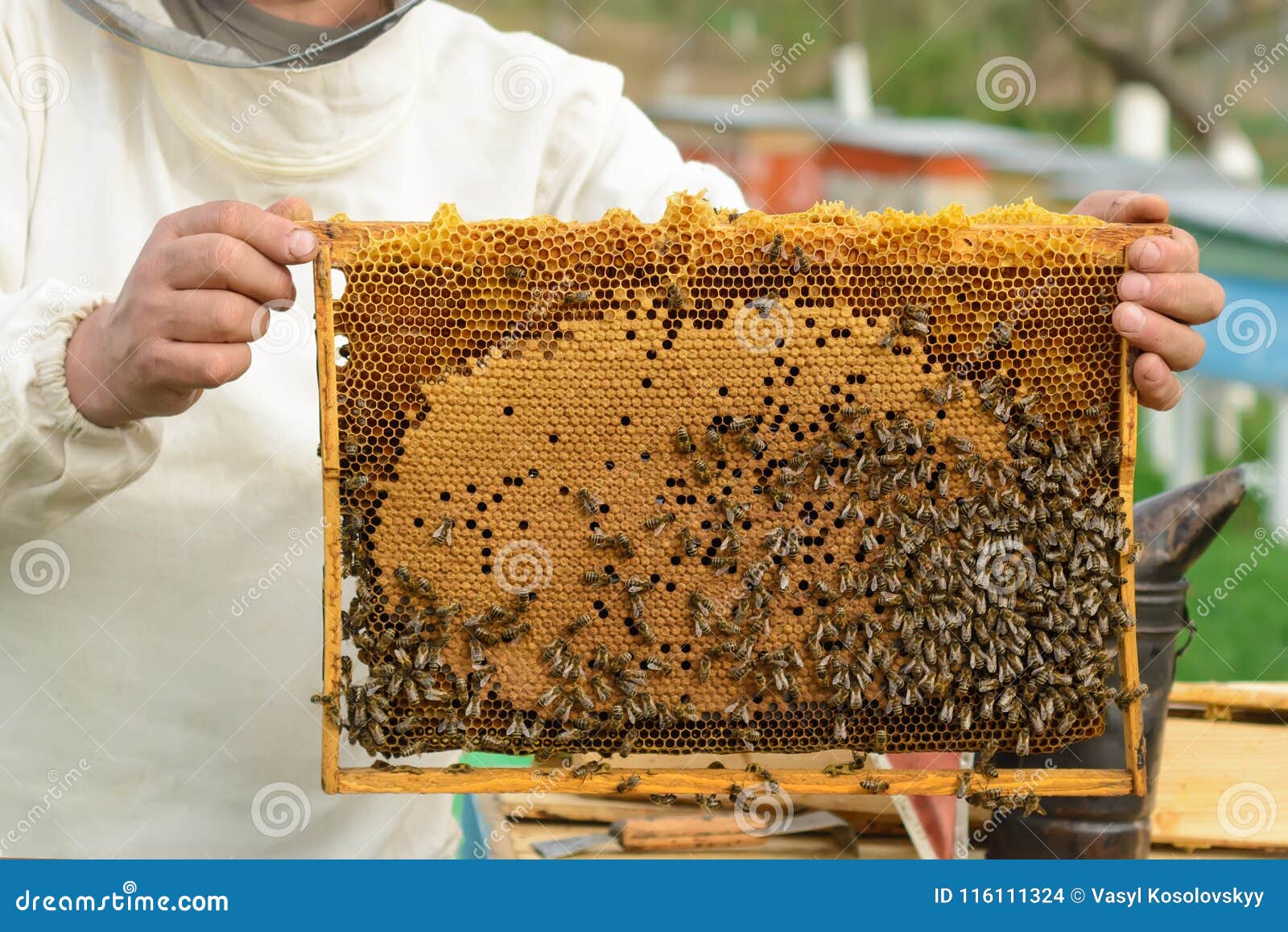 Cell with Larvae of Bees and Young Bees. Stock Photo - Image of hiver ...