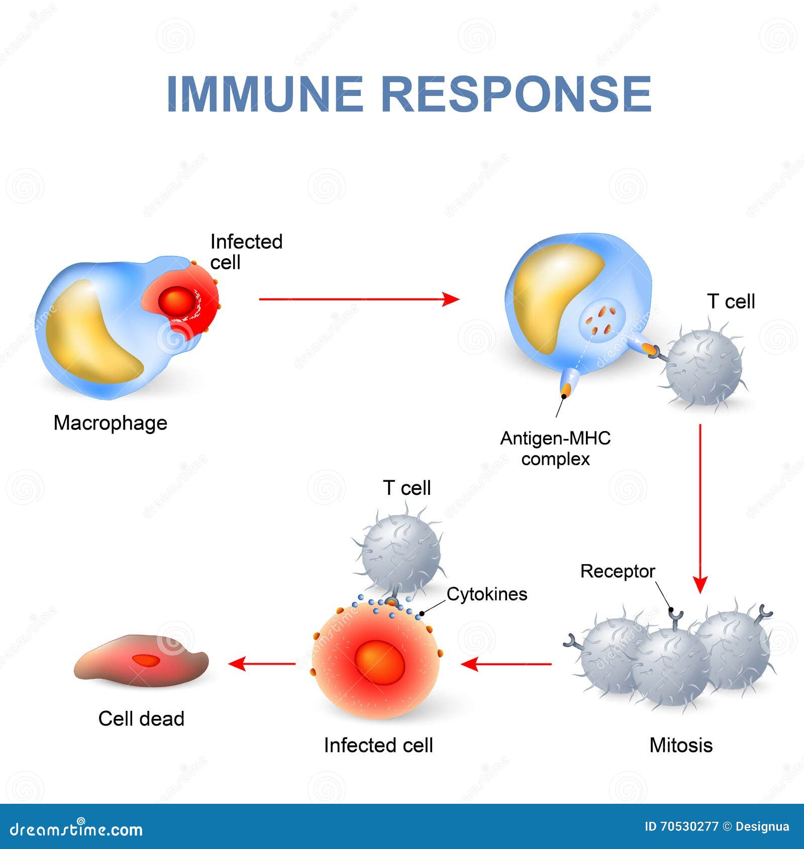Cell-mediated immuniteit vector illustratie. Illustration of besmetting ...
