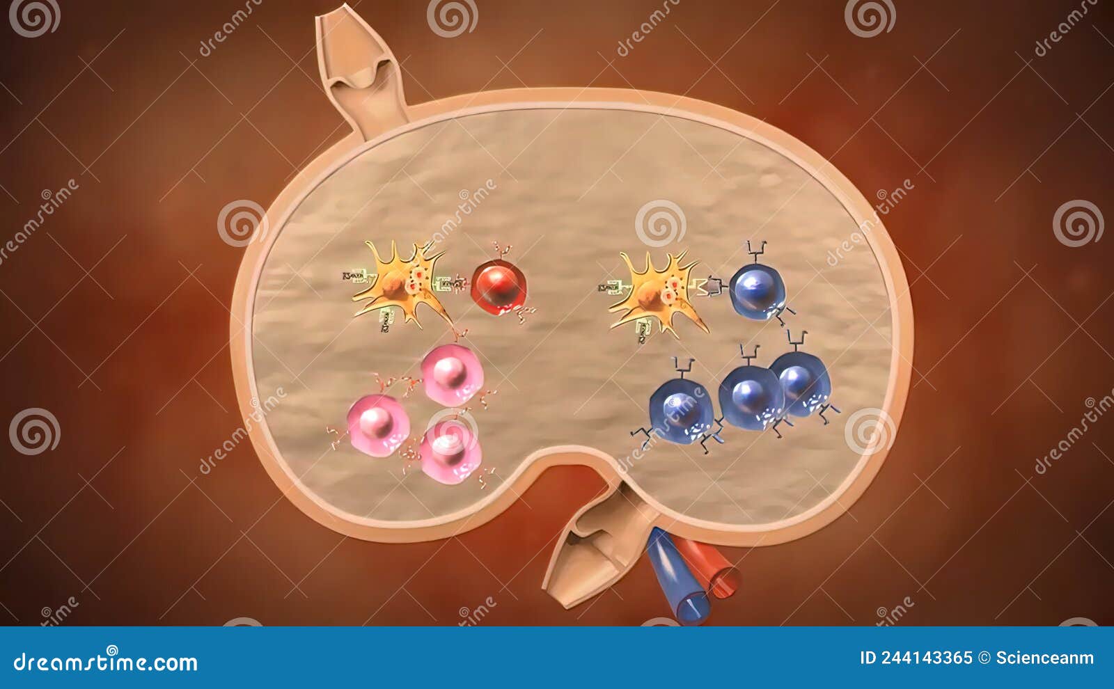 Cell Mediated Induction of Immune Response Stock Illustration ...