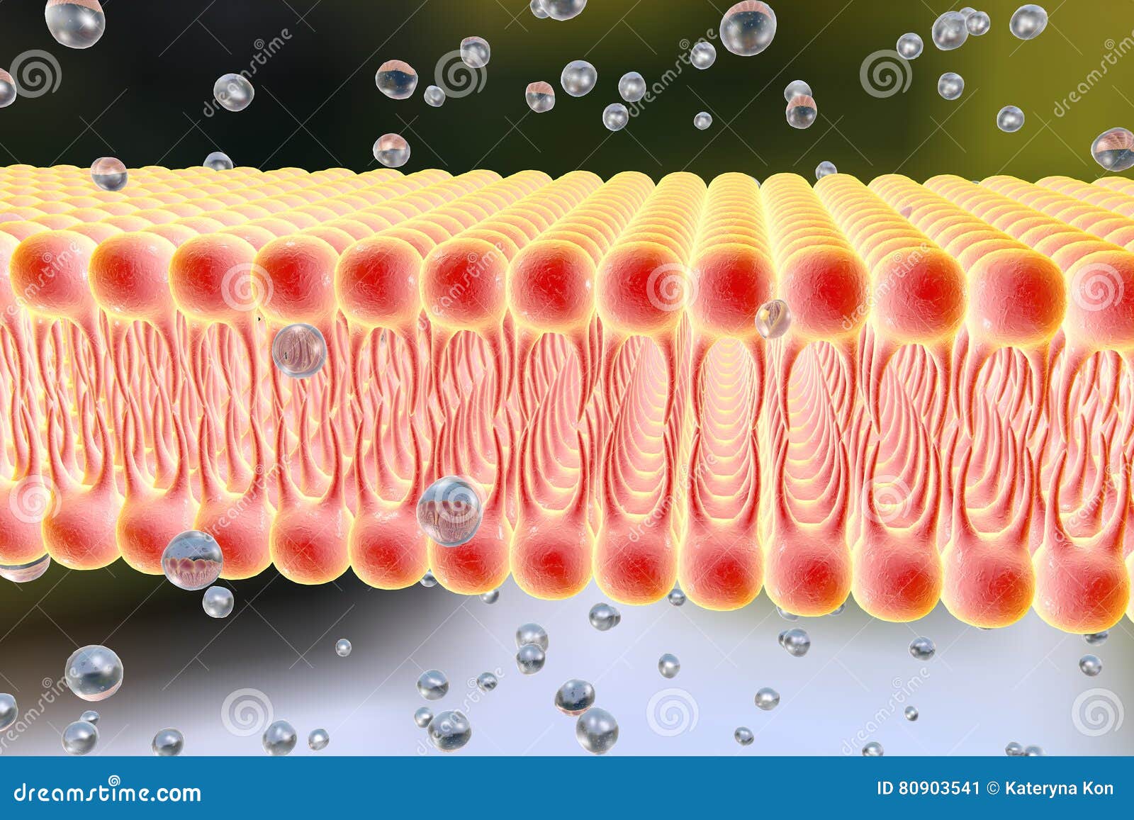 Cell- Membran Med Diffusion Av Molekylar Stock Illustrationer ...