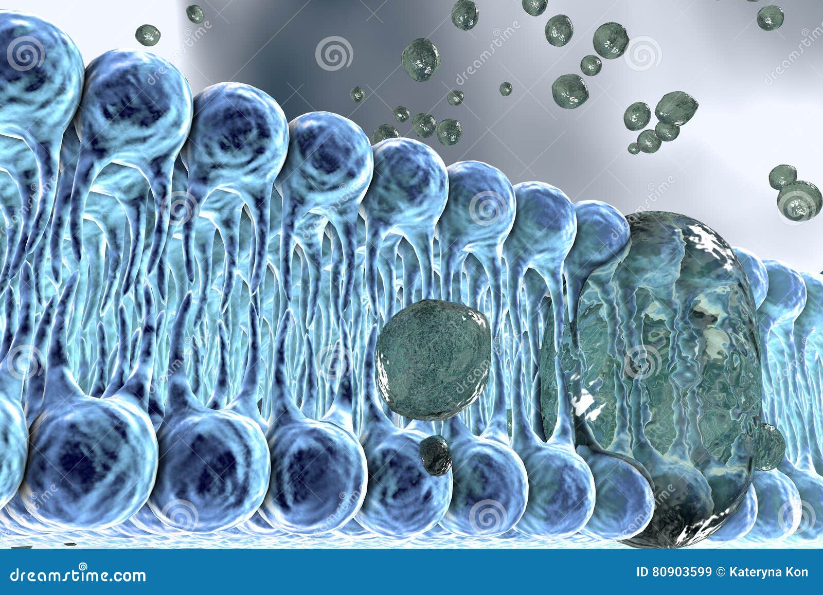 Cell- Membran Med Diffusion Av Molekylar Stock Illustrationer ...