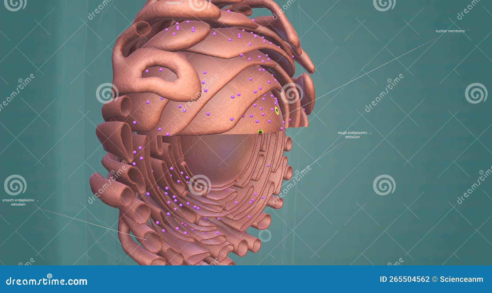 The Cell Membrane is Also Called the Plasma Membrane Stock Illustration ...