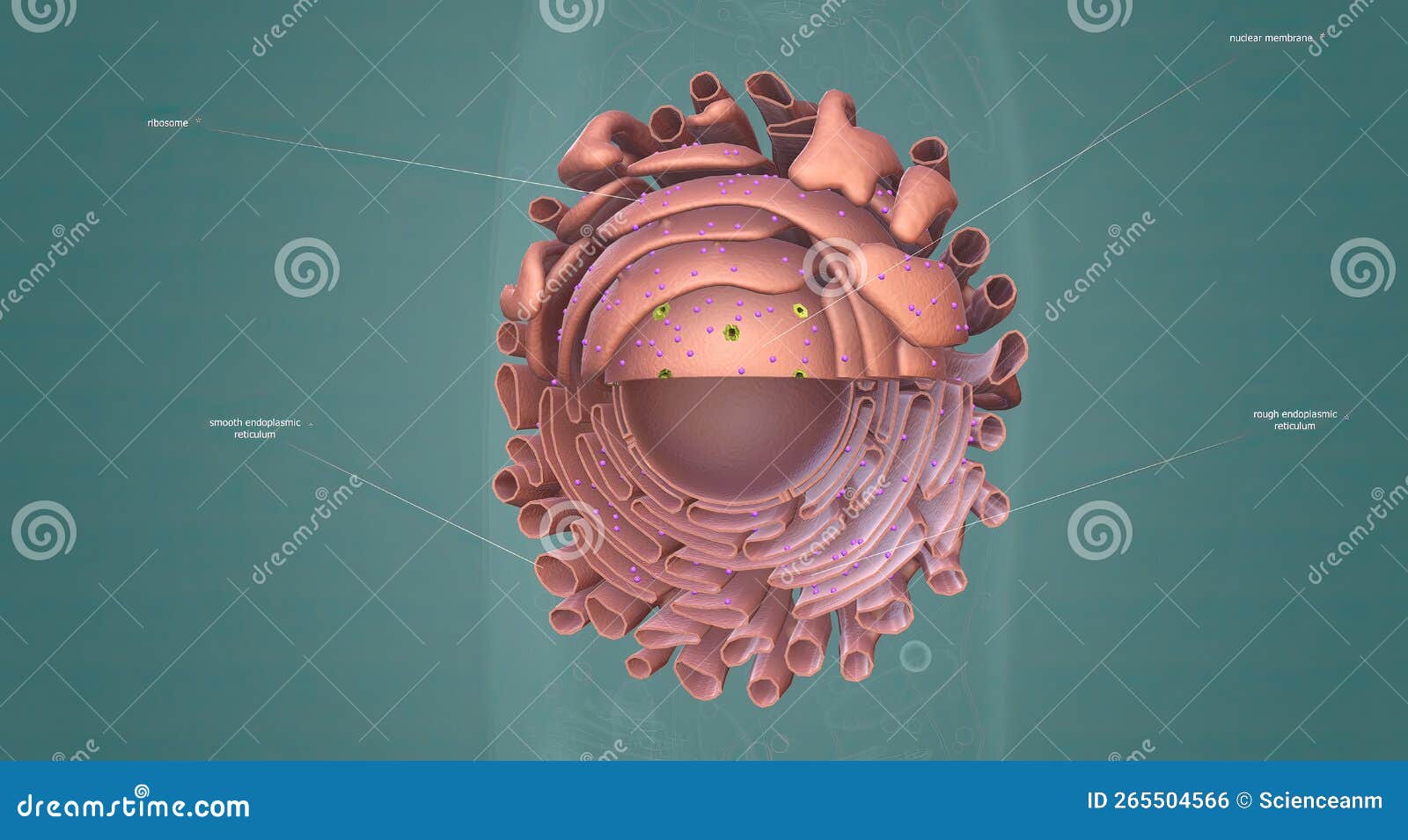 The Cell Membrane is Also Called the Plasma Membrane Stock Illustration ...