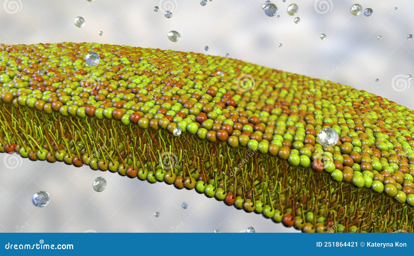 3d Illustration Of Phospholipid Cell Membrane Stock Photo ...