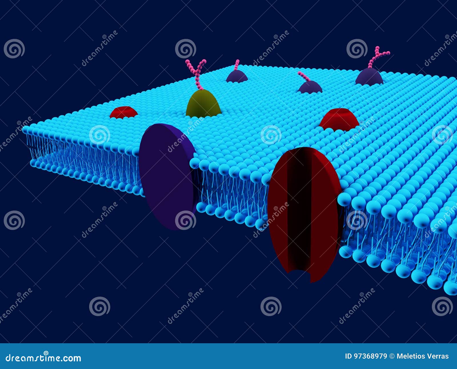 Cell membrane stock illustration. Illustration of bilayer - 97368979