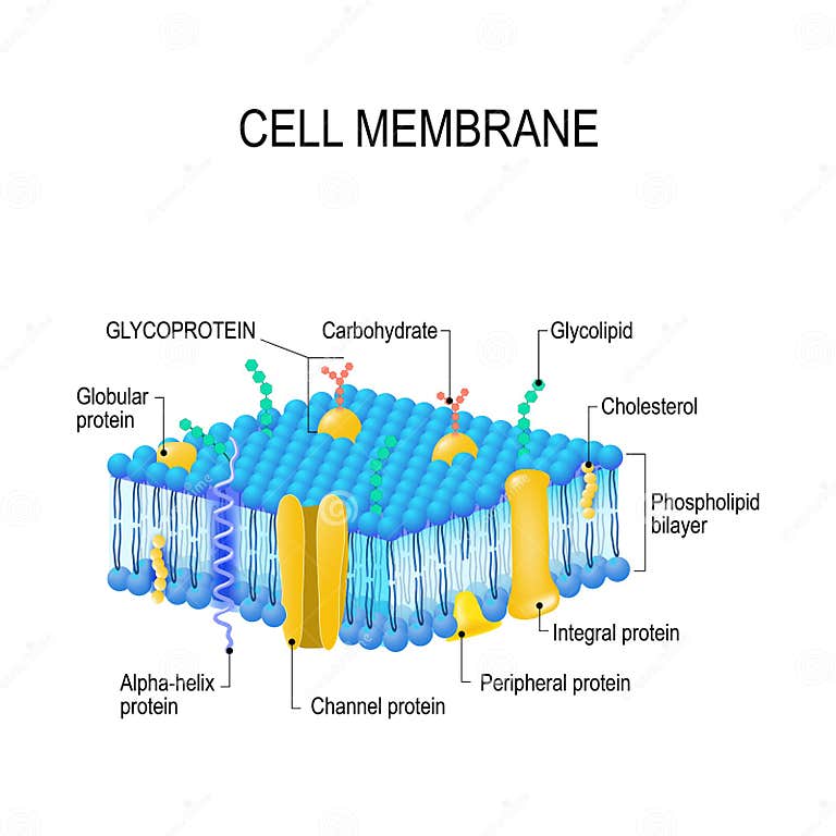Cell membrane stock vector. Illustration of cellular - 98137872