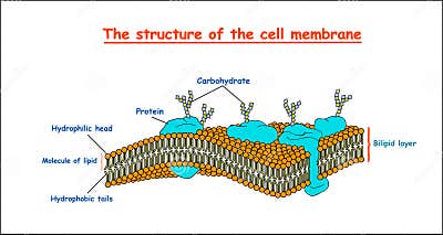 Cell Membrane Structure on White Background Isolated. Education Vector ...