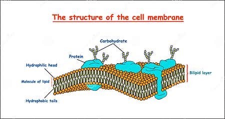 Cell Membrane Structure on White Background Isolated. Education Vector ...