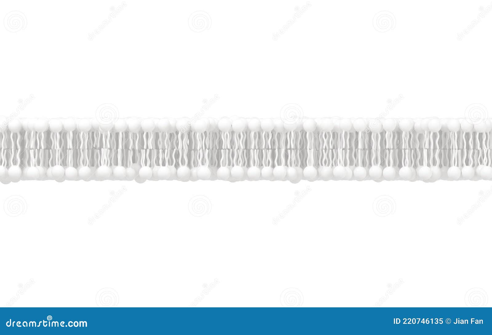 Cell Membrane with White Background, 3d Rendering Stock Illustration ...