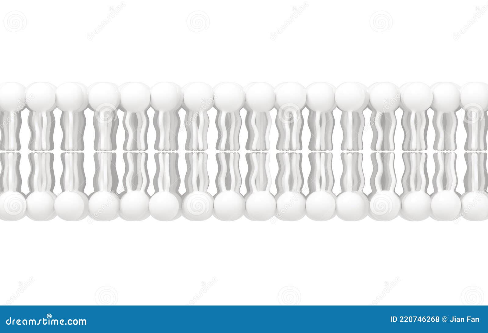 Cell Membrane with White Background, 3d Rendering Stock Illustration ...